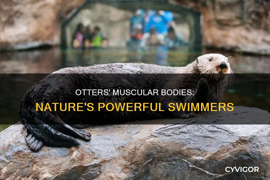 Otters' Muscular Bodies: Nature's Powerful Swimmers | CyVigor