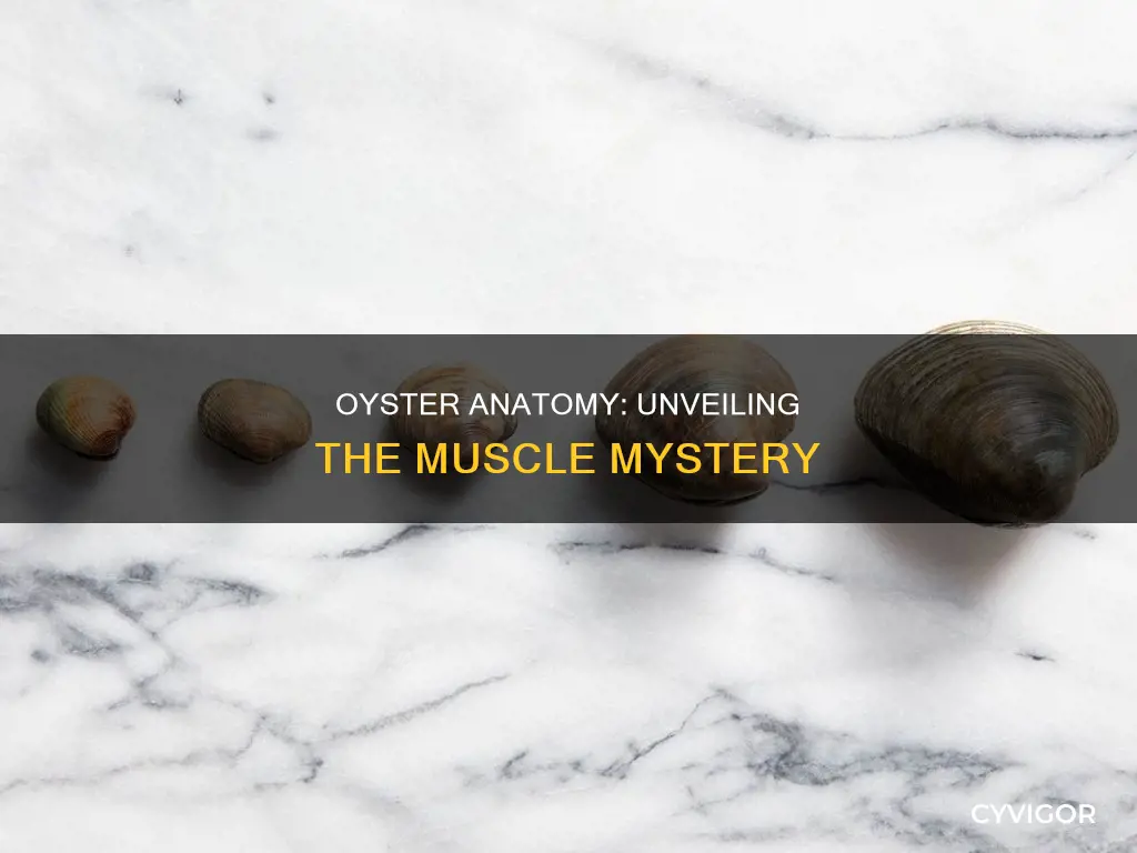 Oyster Anatomy: Unveiling The Muscle Mystery | CyVigor