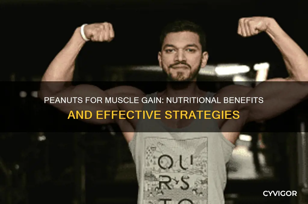 Peanuts For Muscle Gain: Nutritional Benefits And Effective Strategies ...