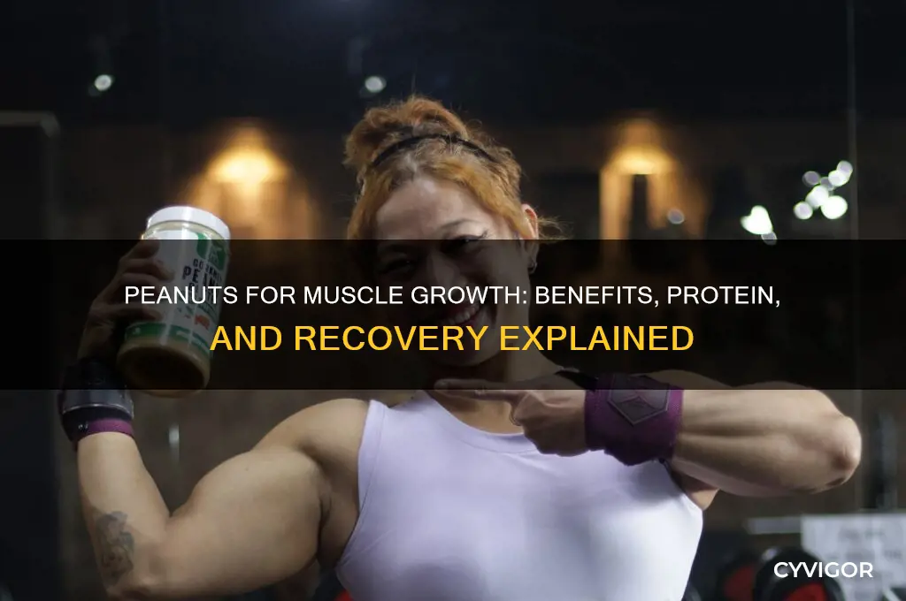 Peanuts For Muscle Growth: Benefits, Protein, And Recovery Explained ...