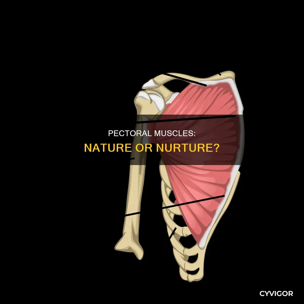 Pectoral Muscles: Nature Or Nurture? | CyVigor