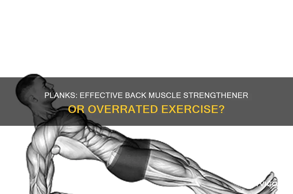 Planks: Effective Back Muscle Strengthener Or Overrated Exercise? | CyVigor
