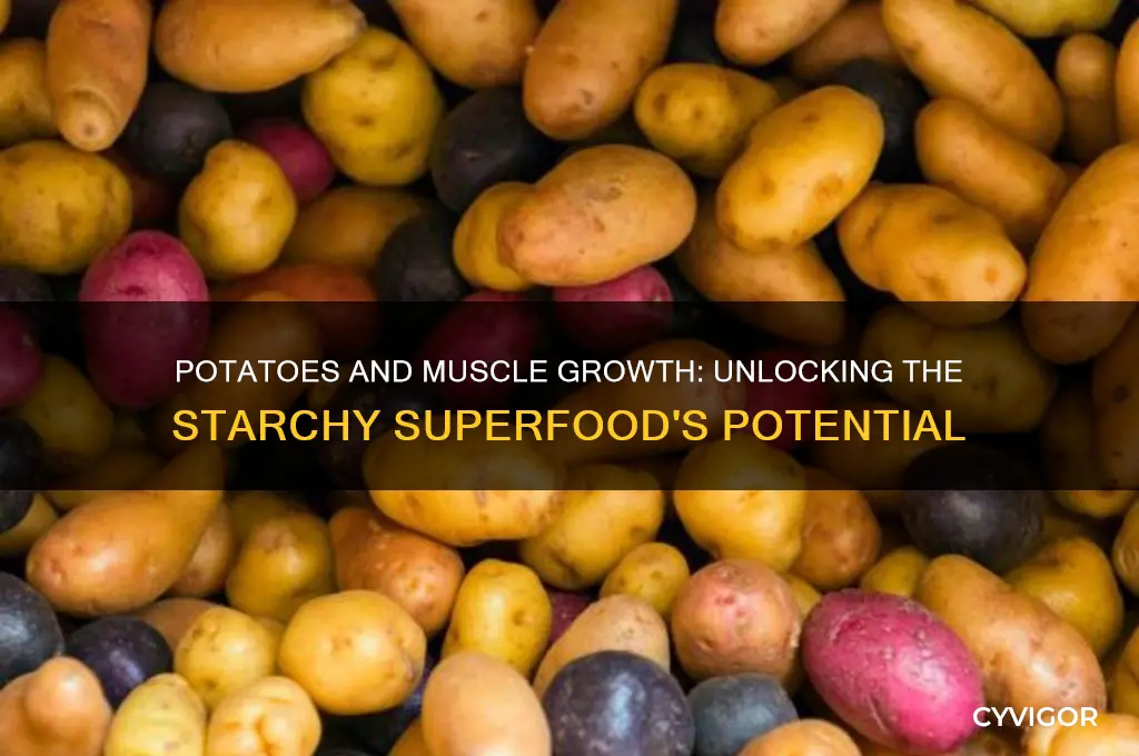 Potatoes And Muscle Growth: Unlocking The Starchy Superfood's Potential ...