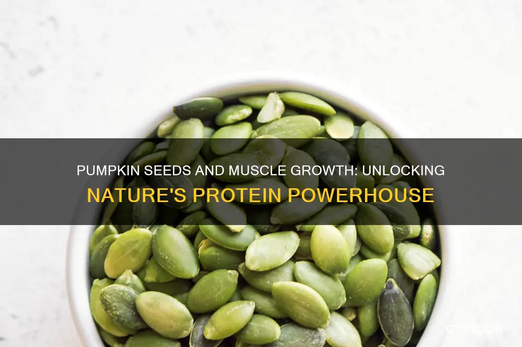 Pumpkin Seeds And Muscle Growth: Unlocking Nature's Protein Powerhouse ...
