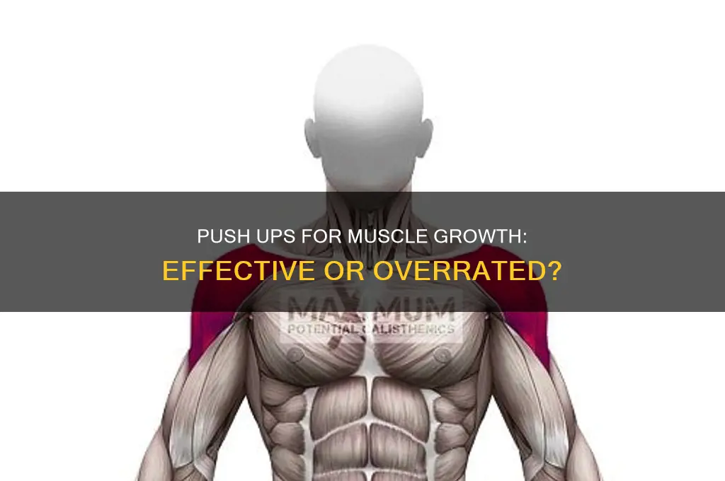 Push Ups For Muscle Growth: Effective Or Overrated? | CyVigor