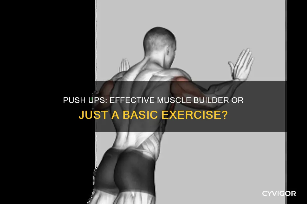 Push Ups: Effective Muscle Builder Or Just A Basic Exercise? | CyVigor