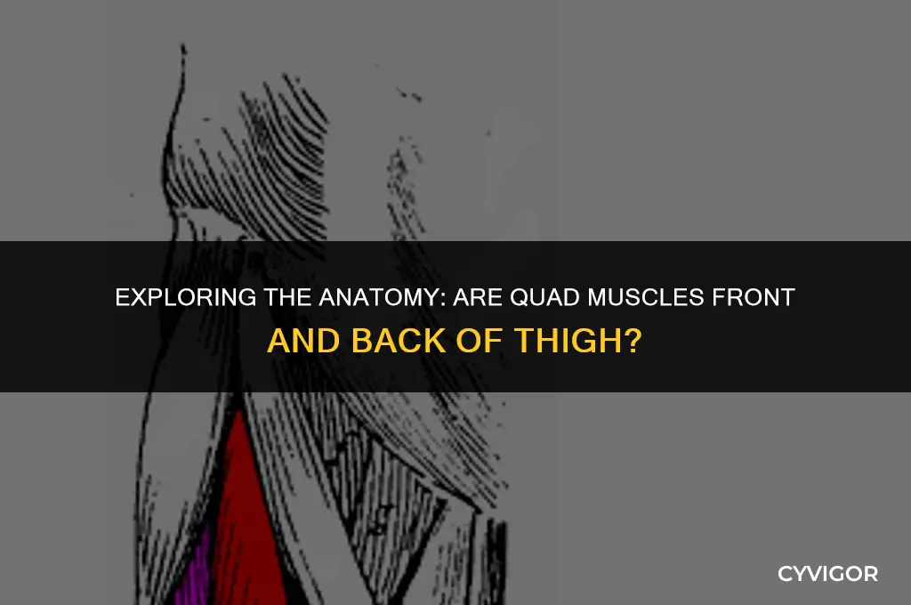 Exploring The Anatomy: Are Quad Muscles Front And Back Of Thigh? | CyVigor