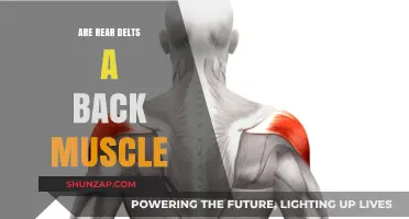 Understanding Teres Major And Minor: Shoulder Or Back Muscles? | CyVigor