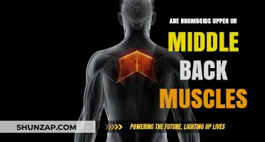 Understanding Teres Major And Minor: Shoulder Or Back Muscles? | CyVigor