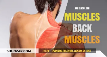 Understanding Teres Major And Minor: Shoulder Or Back Muscles? | CyVigor