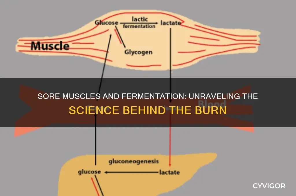 Sore Muscles And Fermentation: Unraveling The Science Behind The Burn ...