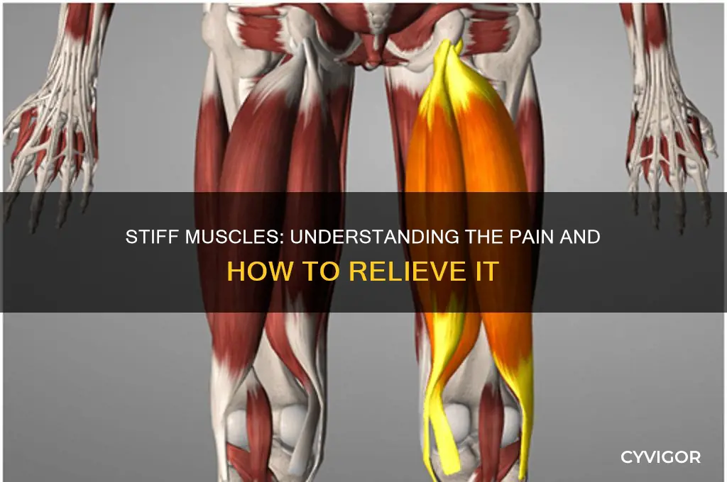 Stiff Muscles: Understanding The Pain And How To Relieve It | CyVigor