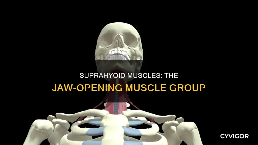 Suprahyoid Muscles: The Jaw-Opening Muscle Group | CyVigor