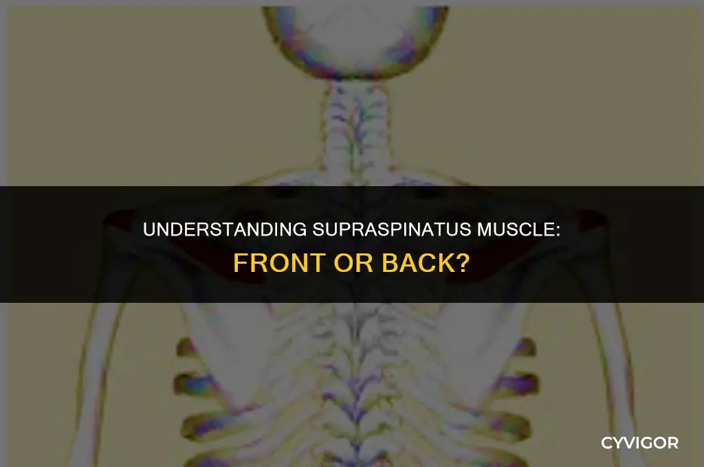 Understanding Supraspinatus Muscle: Front Or Back? | CyVigor
