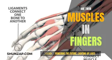 Tendons And Muscles: What's The Difference? | CyVigor