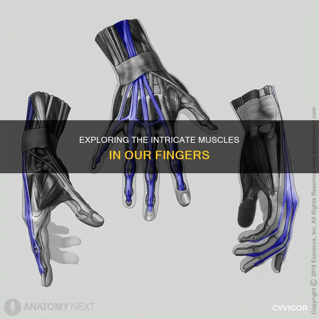 Exploring The Intricate Muscles In Our Fingers | CyVigor