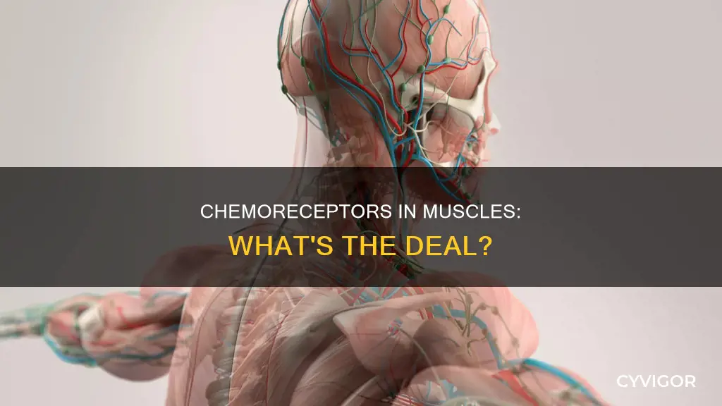 Chemoreceptors In Muscles: What's The Deal? | CyVigor