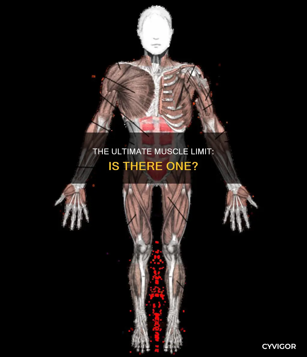 The Ultimate Muscle Limit: Is There One? | CyVigor