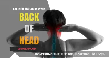 Exploring The Anatomy Of Lower Back Muscles: A Comprehensive Guide ...