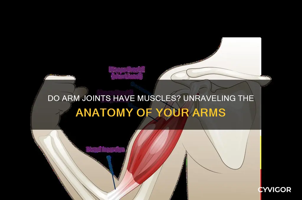 Do Arm Joints Have Muscles? Unraveling The Anatomy Of Your Arms | CyVigor