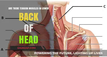Exploring Anatomy: The Role Of Trapezius Muscles In Back Health | CyVigor