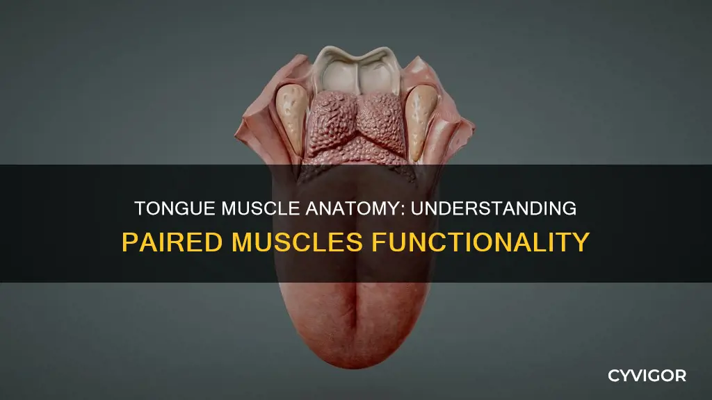 Tongue Muscle Anatomy: Understanding Paired Muscles Functionality | CyVigor