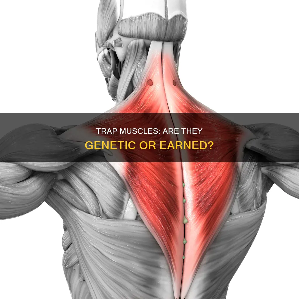 Trap Muscles: Are They Genetic Or Earned? | CyVigor