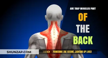 Understanding Trapezius Muscles: Neck, Back, And Shoulder Connection ...