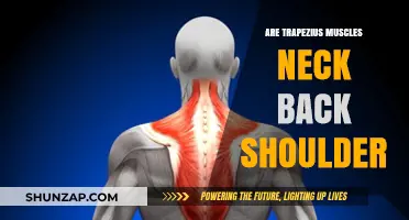 Exploring Anatomy: The Role Of Trapezius Muscles In Back Health | CyVigor