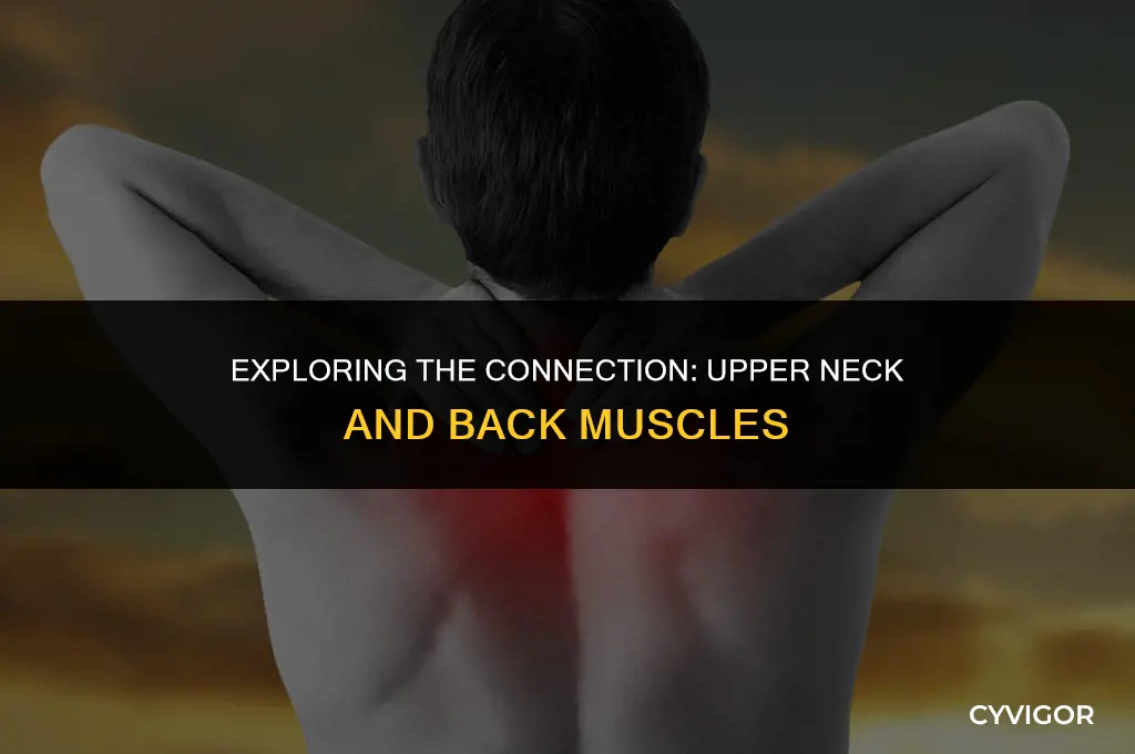 Exploring The Connection: Upper Neck And Back Muscles | CyVigor