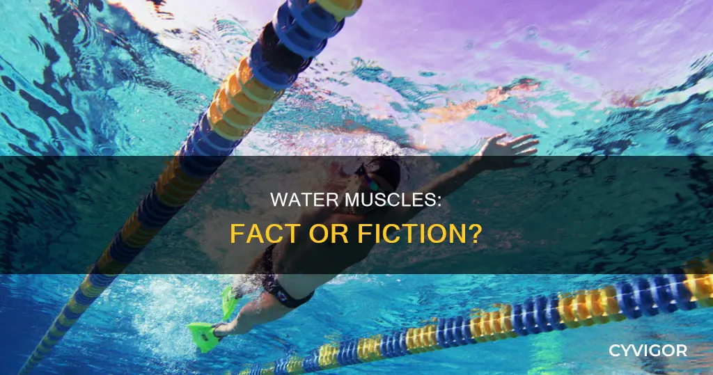 Water Muscles: Fact Or Fiction? | CyVigor