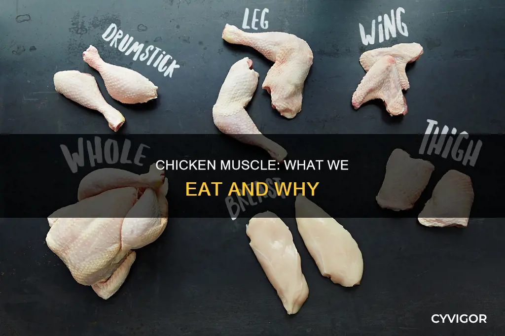 Chicken Muscle: What We Eat And Why | CyVigor