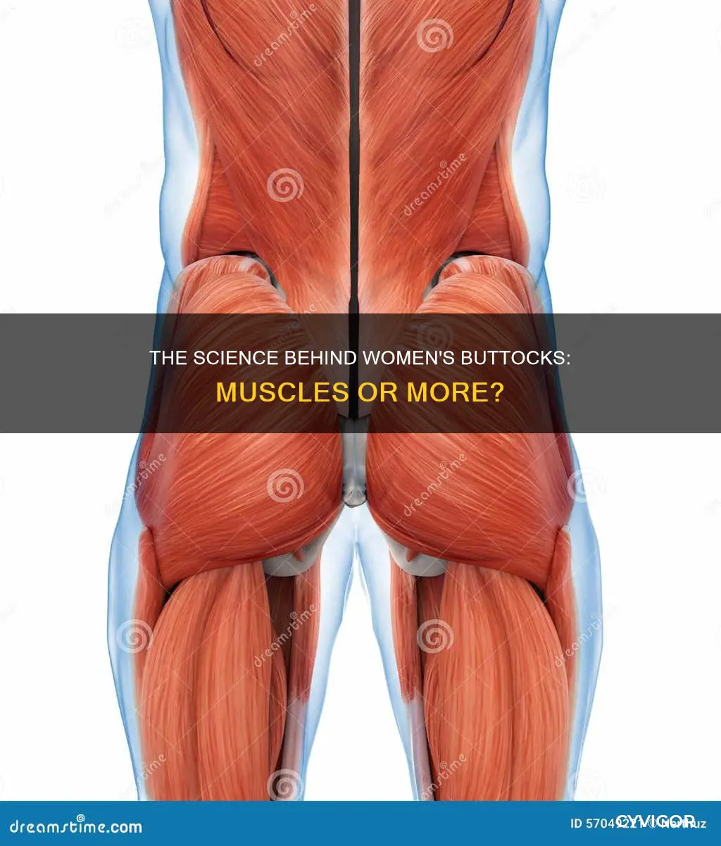 The Science Behind Women's Buttocks: Muscles Or More? | CyVigor