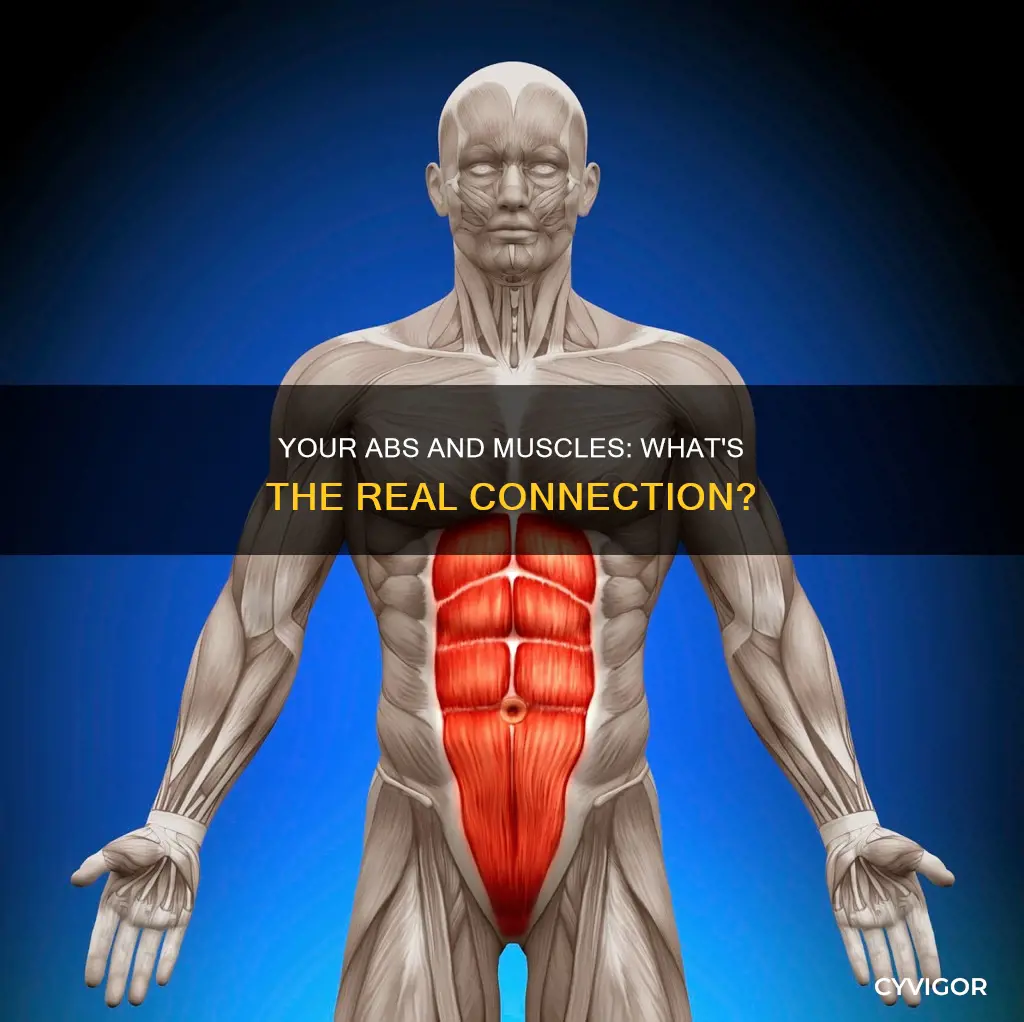 Your Abs And Muscles: What's The Real Connection? | CyVigor