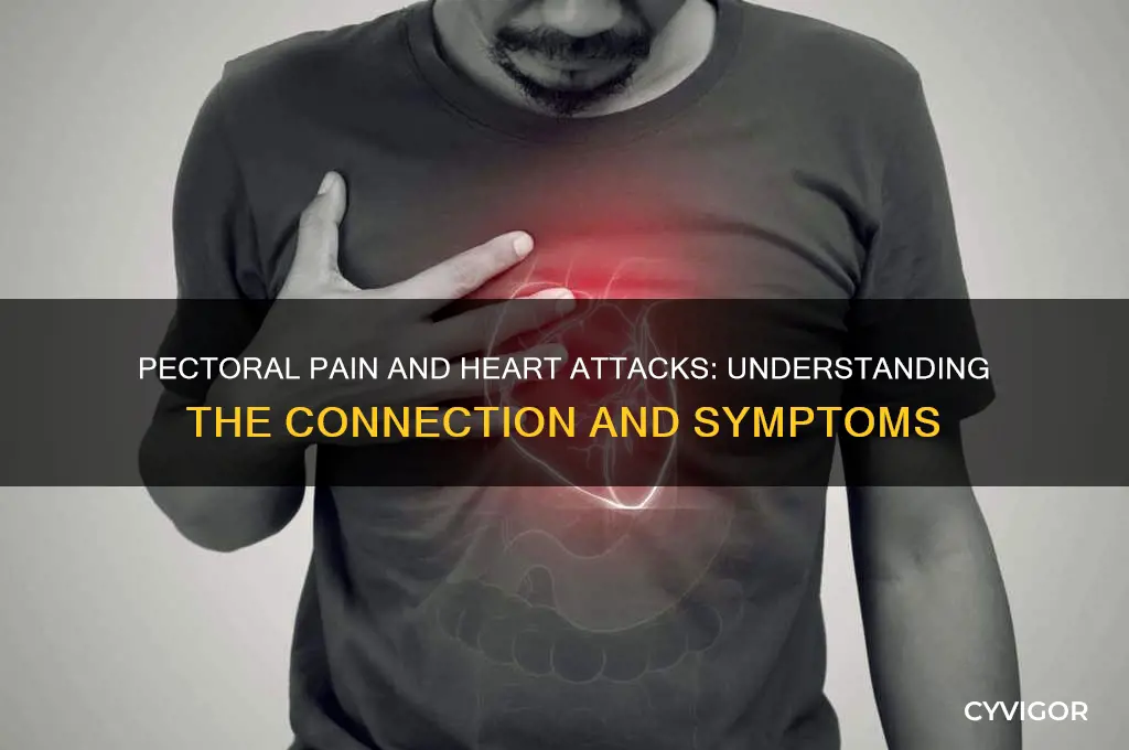 Pectoral Pain And Heart Attacks: Understanding The Connection And ...