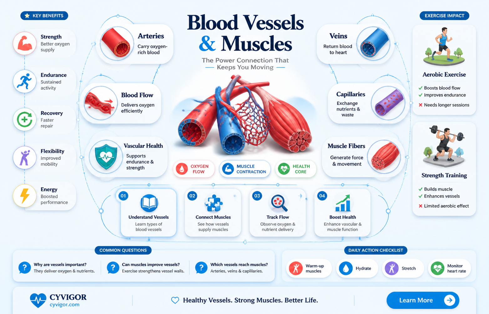Blood Vessels And Muscles: What's The Connection? | CyVigor