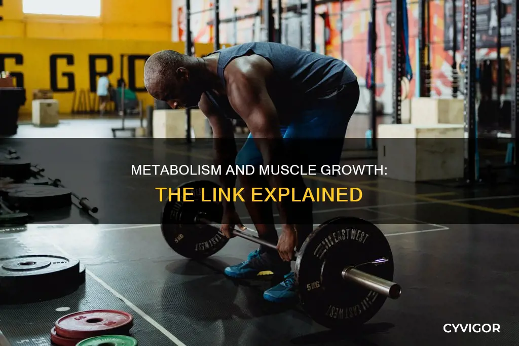 Metabolism And Muscle Growth: The Link Explained | CyVigor