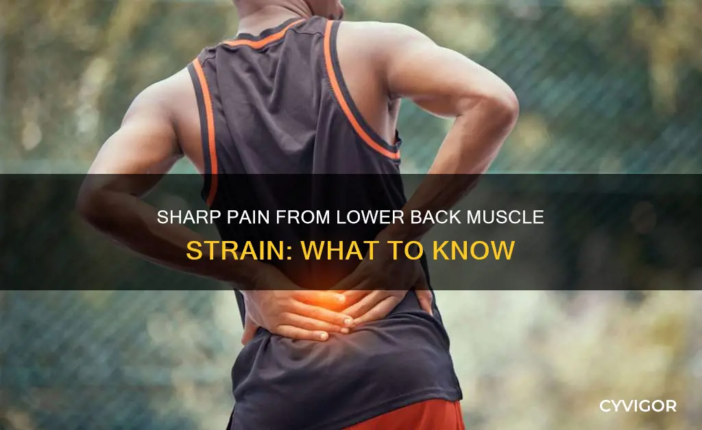 Sharp Pain From Lower Back Muscle Strain: What To Know | CyVigor