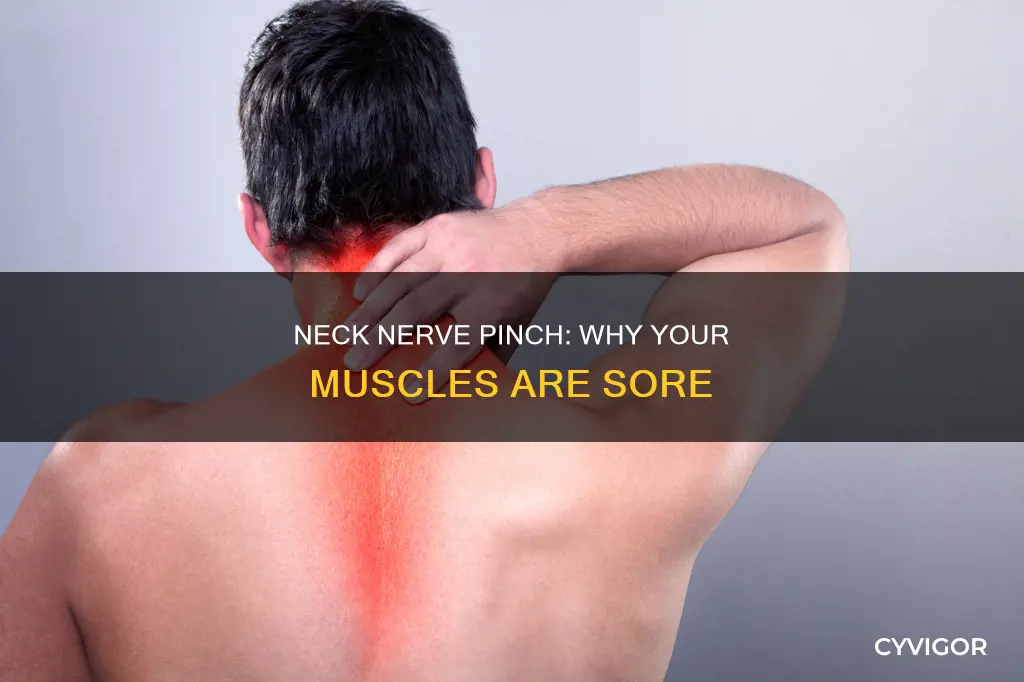 Neck Nerve Pinch: Why Your Muscles Are Sore | CyVigor