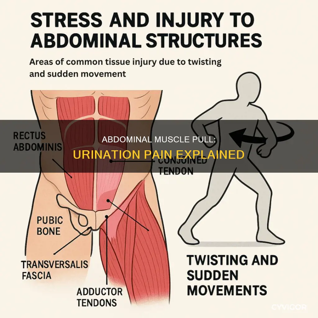 Abdominal Muscle Pull: Urination Pain Explained | CyVigor