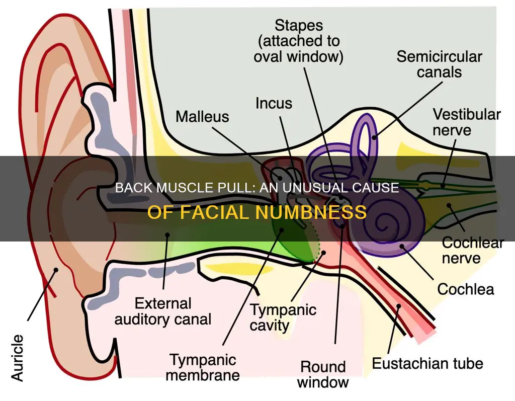 Back Muscle Pull: An Unusual Cause Of Facial Numbness | CyVigor