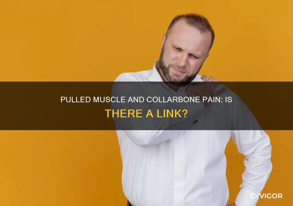 Pulled Muscle And Collarbone Pain: Is There A Link? | CyVigor