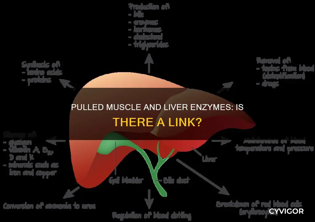 Pulled Muscle And Liver Enzymes: Is There A Link? | CyVigor