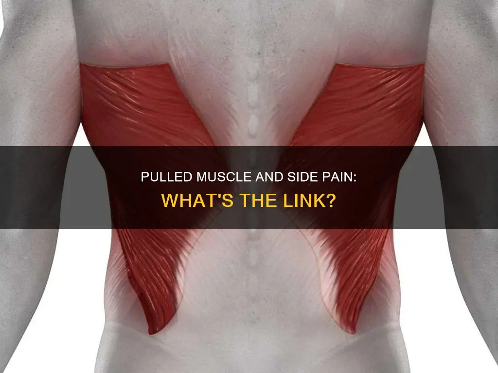 Pulled Muscle And Side Pain: What's The Link? | CyVigor