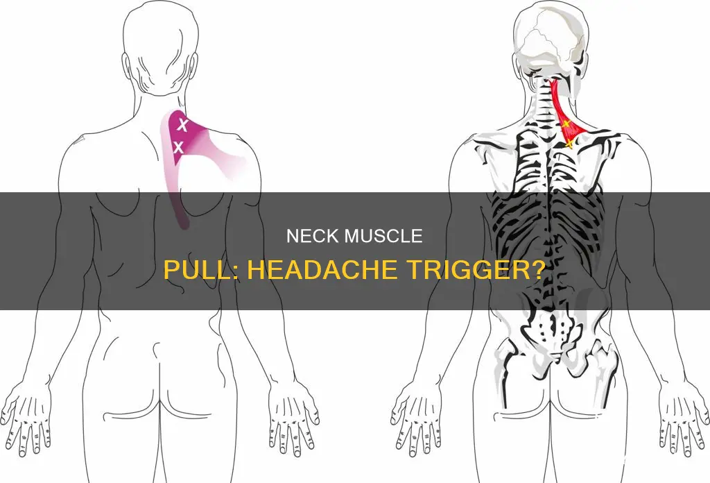 Neck Muscle Pull: Headache Trigger? | CyVigor