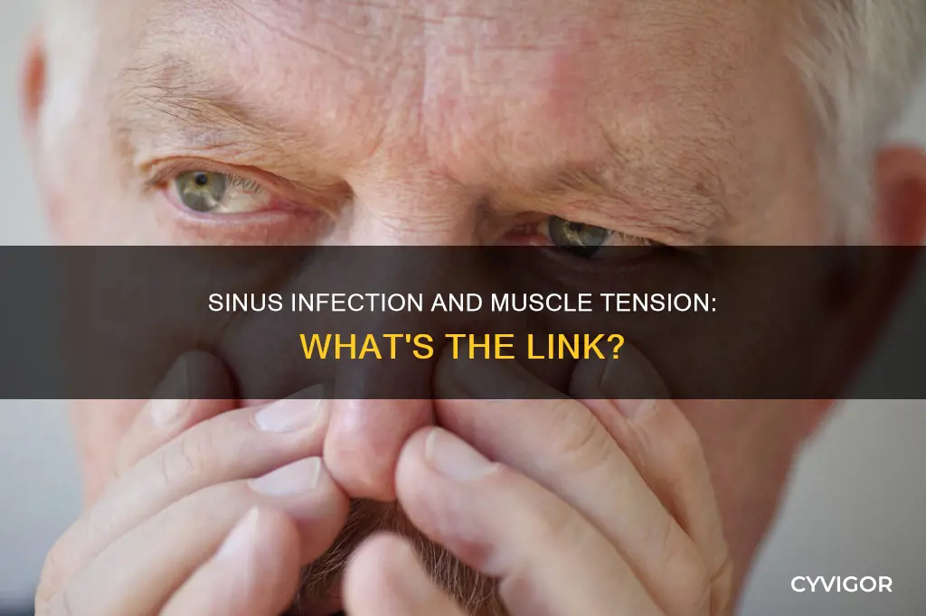 Sinus Infection And Muscle Tension: What's The Link? | CyVigor