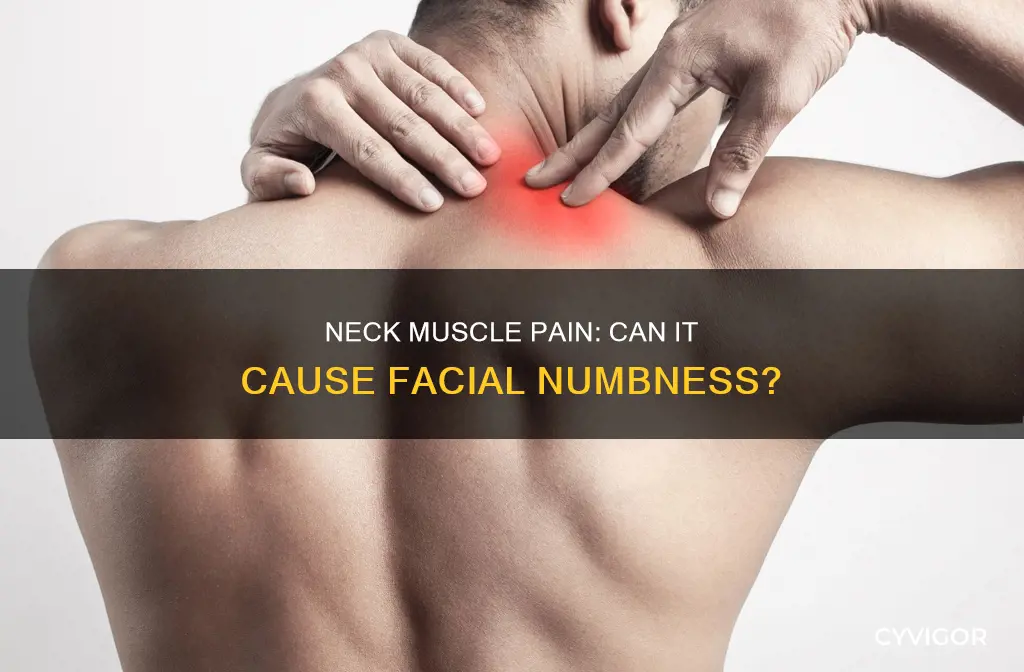 Neck Muscle Pain: Can It Cause Facial Numbness? | CyVigor