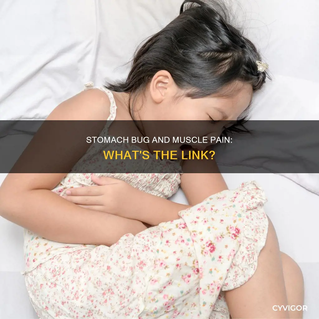 Stomach Bug And Muscle Pain: What's The Link? | CyVigor