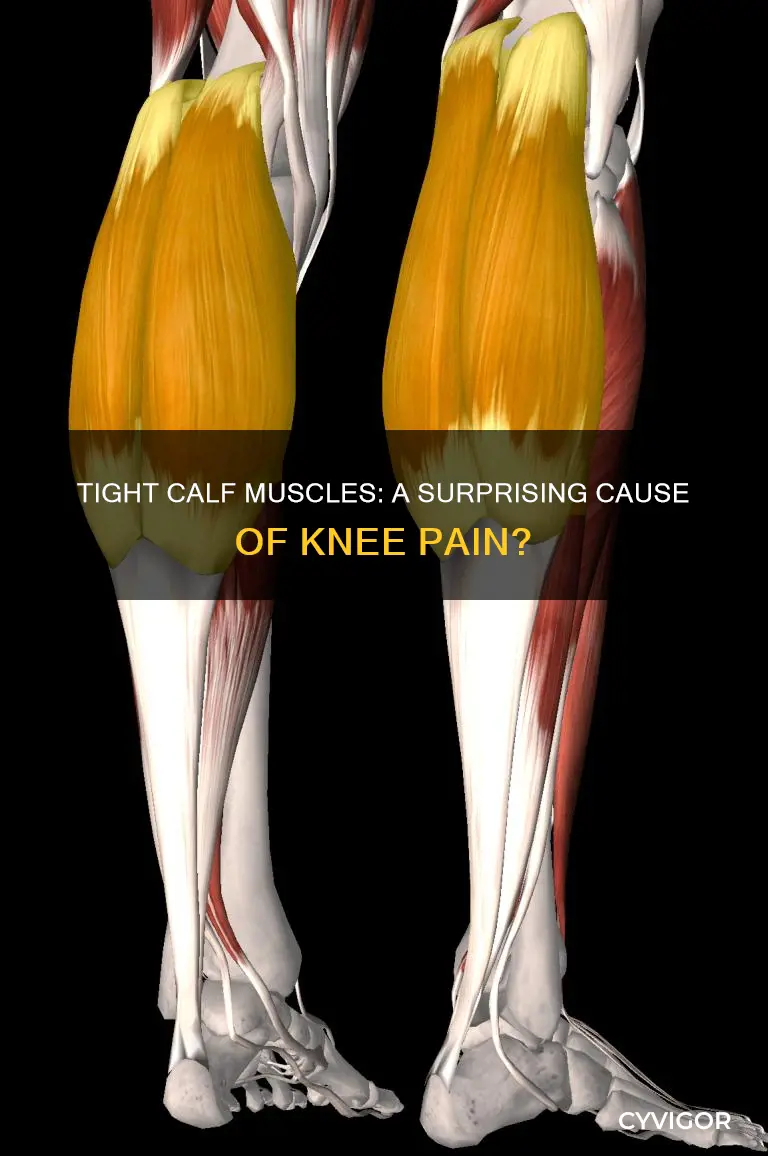 Tight Calf Muscles: A Surprising Cause Of Knee Pain? | CyVigor