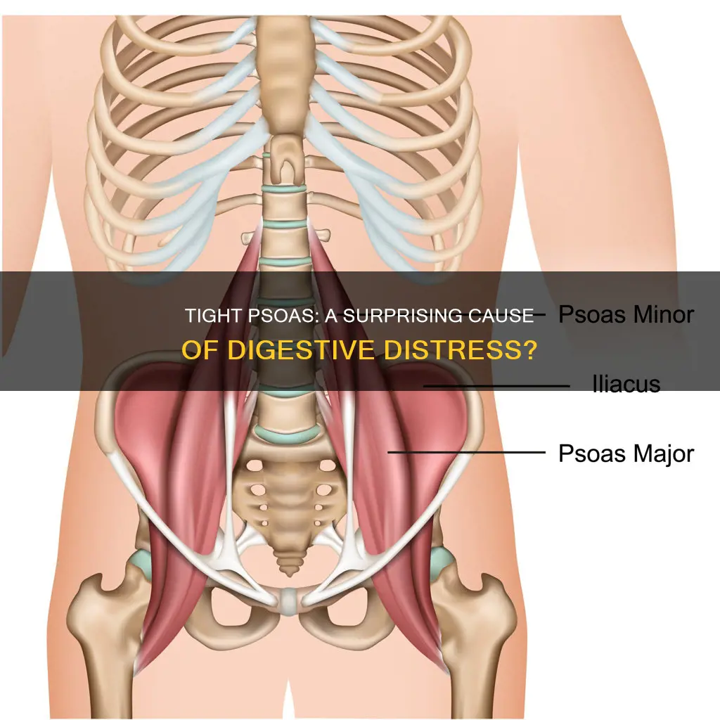Tight Psoas: A Surprising Cause Of Digestive Distress? | CyVigor
